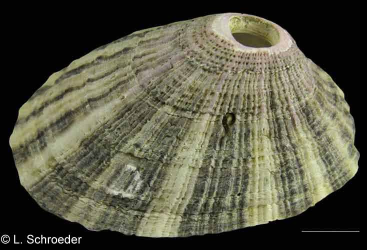 Gastropod-Identification